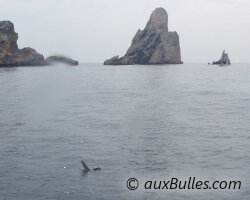 Poisson, gorette, a, petite, bouche, ou, tibouche, haemulon ...